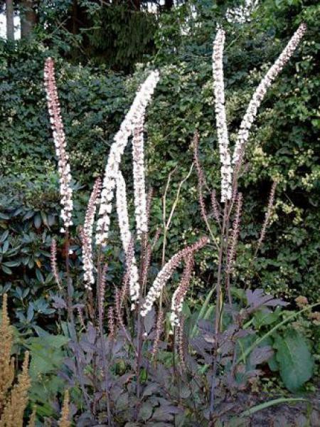 Bugbane ramosa - Cimicifuga ramosa - Le Jardin du Pic Vert