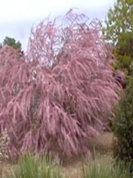 Tamaris de printemps - Tamarix tetrandra - Le Jardin du Pic Vert