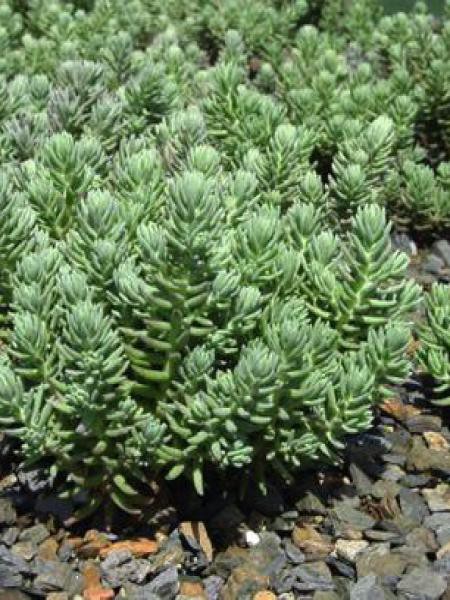Orpin réfléchi - Sedum reflexum - Le Jardin du Pic Vert