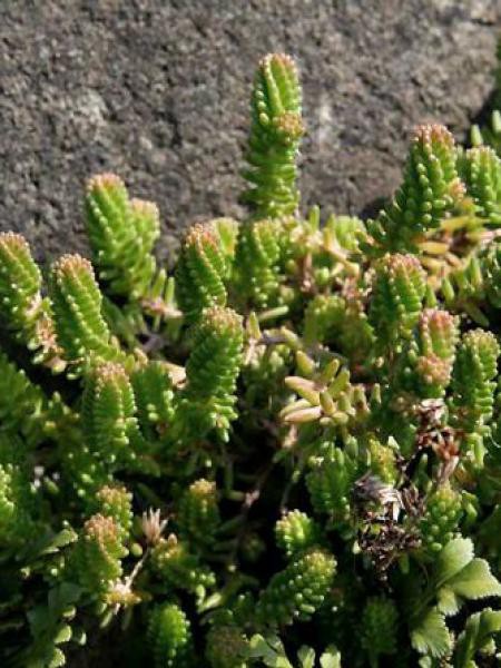 Orpin de Bologne - Orpin à 6 angles - Sedum sexangulare - Le Jardin du ...