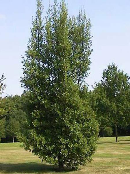 Chêne vert - Quercus ilex - Le Jardin du Pic Vert