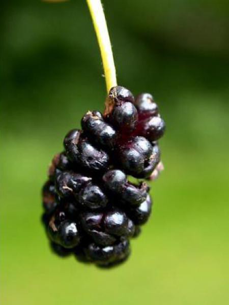 Mûrier noir - Morus nigra - Le Jardin du Pic Vert