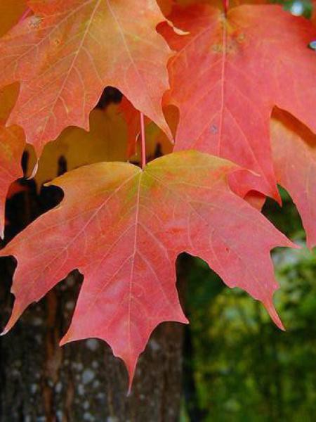 Érable à sucre - Acer saccharum - Le Jardin du Pic Vert