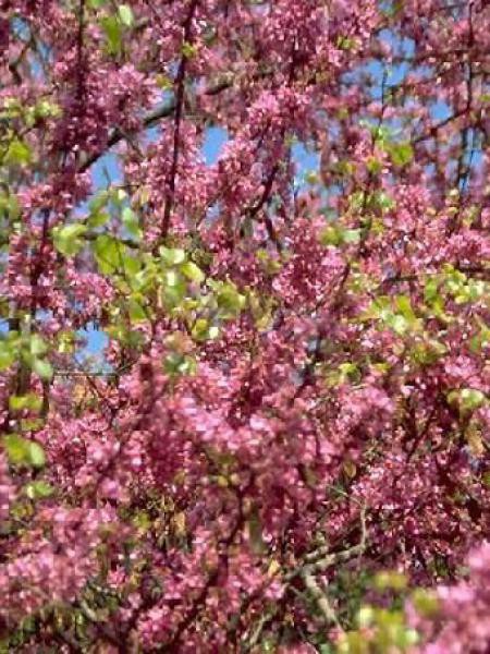Arbre de Judée - Cercis siliquastrum - Le Jardin du Pic Vert