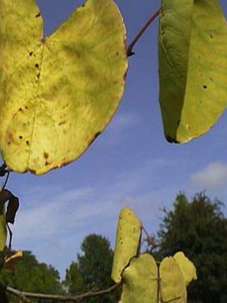 Arbre de Judée - Cercis siliquastrum - Le Jardin du Pic Vert