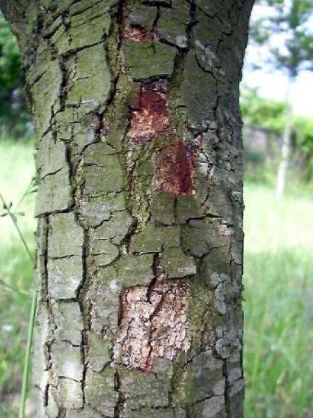 Chêne vert - Quercus ilex - Le Jardin du Pic Vert