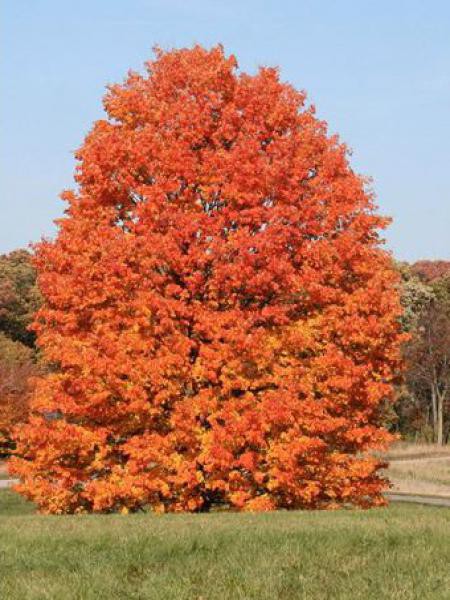 Érable à sucre - Acer saccharum - Le Jardin du Pic Vert