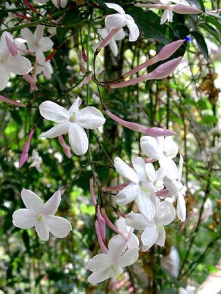 Jasmin blanc, officinal - Jasminum officinale - Le Jardin du Pic Vert