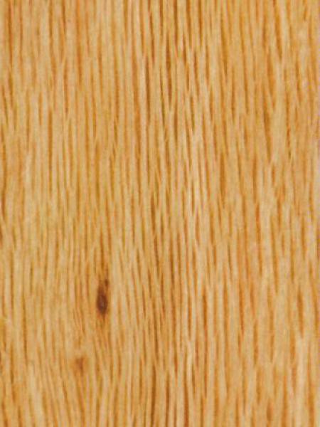 Chêne vert - Quercus ilex - Le Jardin du Pic Vert