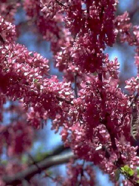 Arbre de Judée - Cercis siliquastrum - Le Jardin du Pic Vert