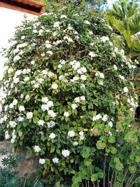 Viorne tin, Laurier tin - Viburnum tinus - Le Jardin du Pic Vert