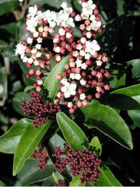 Viorne tin, Laurier tin - Viburnum tinus - Le Jardin du Pic Vert