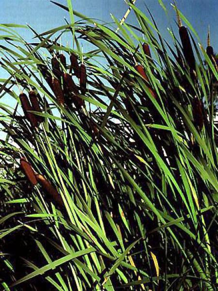 Massette - Typha latifolia - Le Jardin du Pic Vert