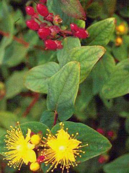 Millepertuis 'Elstead' - Hypericum inodorum - Le Jardin du Pic Vert