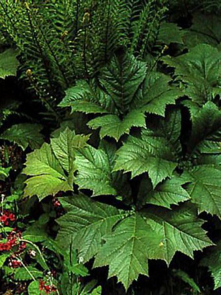 Rodgersia podophylla - Rodgersia podophylla - Le Jardin du Pic Vert