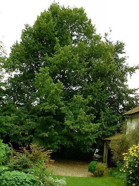 Tilleul à grandes feuilles, Tilleul de Hollande - Tilia platyphyllos ...