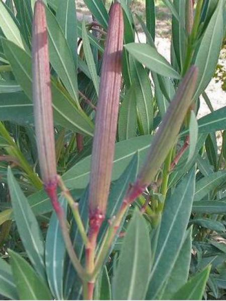 Laurier rose - Nerium oleander - Le Jardin du Pic Vert