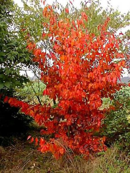 Arbre de fer - Parrotia persica - Le Jardin du Pic Vert