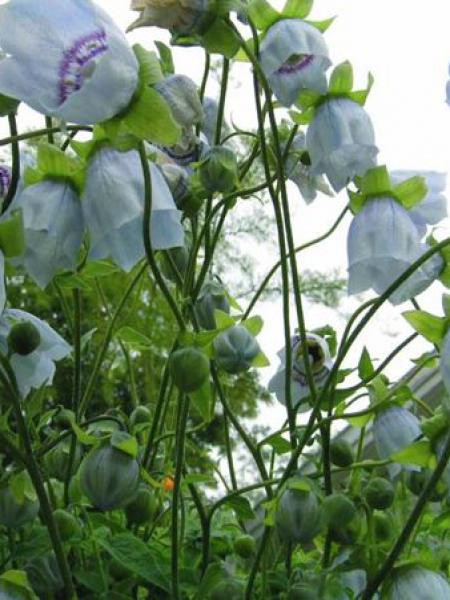 Codonopsis clematidea - Codonopsis clematidea - Le Jardin du Pic Vert