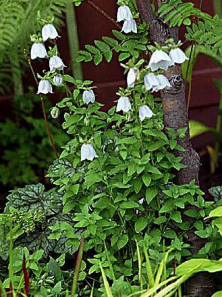 Codonopsis clematidea - Codonopsis clematidea - Le Jardin du Pic Vert