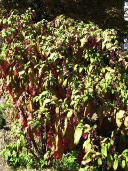 Raisin d'Amérique - Phytolacca americana - Le Jardin du Pic Vert
