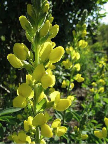 Faux indigo jaune - Baptisia sphaerocarpa - Le Jardin du Pic Vert