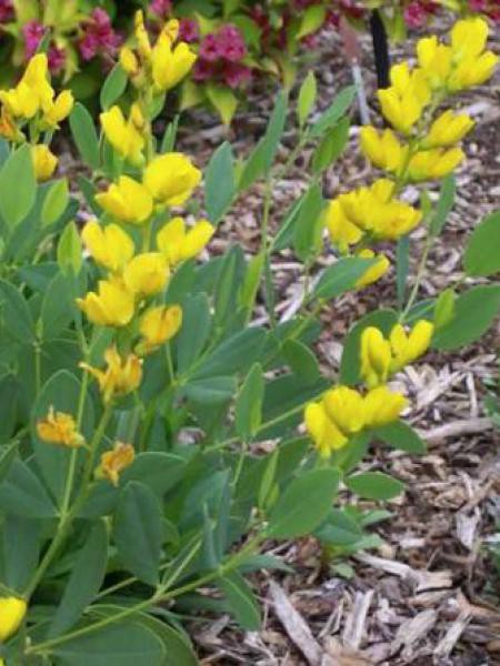 Faux indigo jaune - Baptisia sphaerocarpa - Le Jardin du Pic Vert