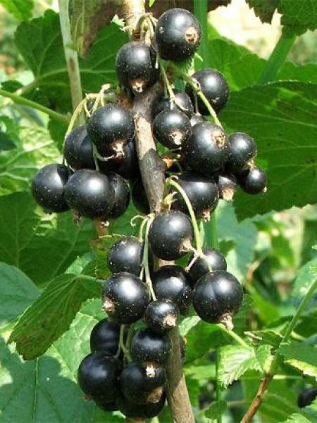 Cassissier - Ribes nigrum - Le Jardin du Pic Vert