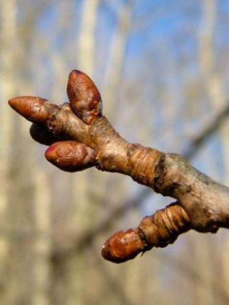 Merisier des oiseaux - Prunus avium - Le Jardin du Pic Vert