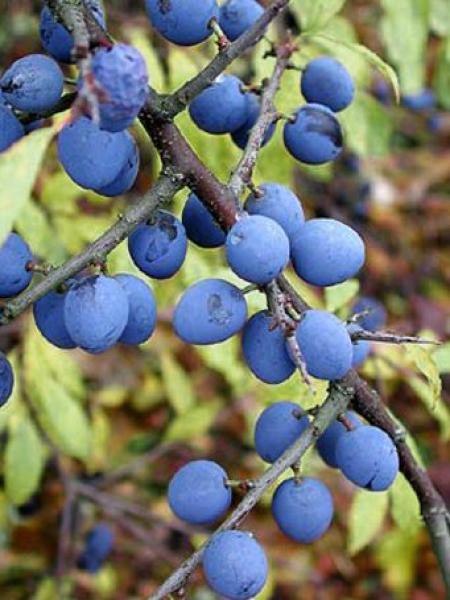 Prunellier, Épine noire - Prunus spinosa - Le Jardin du Pic Vert