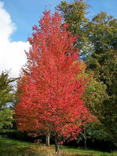 Érable rouge - Acer rubrum - Le Jardin du Pic Vert