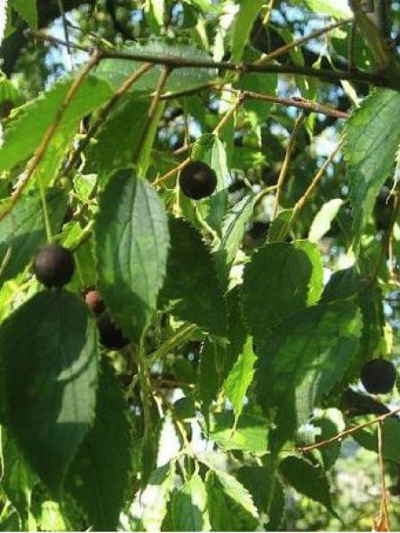 Micocoulier de Provence - Celtis australis - Le Jardin du Pic Vert