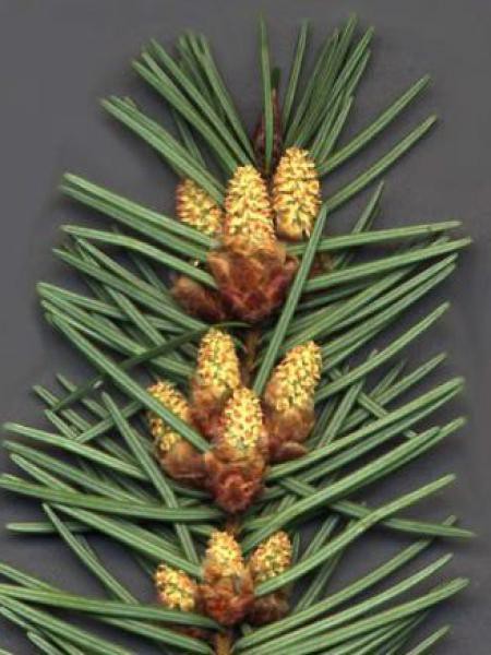 Pin d'Oregon, Sapin de Douglas - Pseudotsuga menziesii - Le Jardin du ...