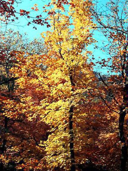 Érable rouge - Acer rubrum - Le Jardin du Pic Vert