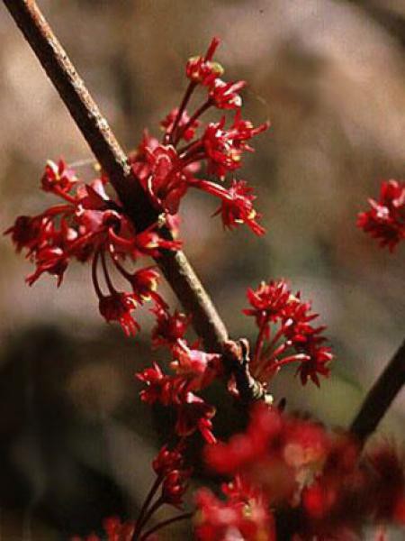 Érable rouge - Acer rubrum - Le Jardin du Pic Vert