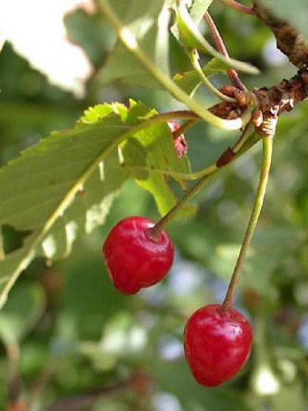 Merisier des oiseaux - Prunus avium - Le Jardin du Pic Vert