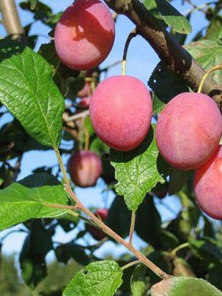 Cerisier à fleurs, Prunier myrobolan - Prunus cerasifera - Le Jardin du ...