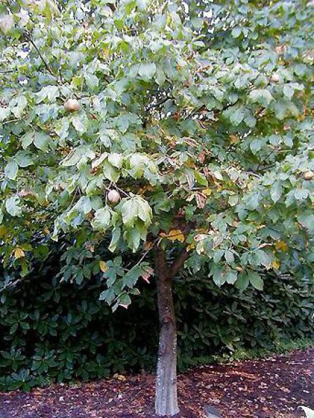 Marronnier commun - Aesculus hippocastanum - Le Jardin du Pic Vert