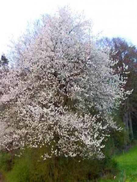 Merisier des oiseaux - Prunus avium - Le Jardin du Pic Vert