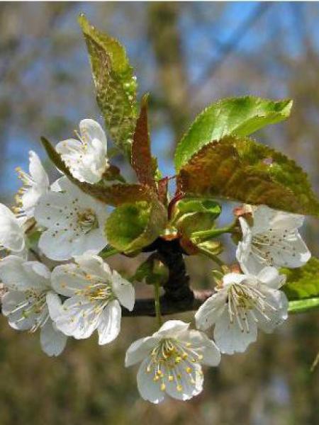 Merisier des oiseaux - Prunus avium - Le Jardin du Pic Vert