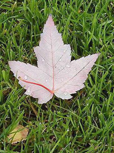Érable rouge - Acer rubrum - Le Jardin du Pic Vert