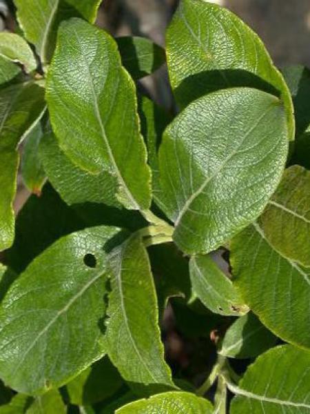 Saule marsault - Salix caprea - Le Jardin du Pic Vert