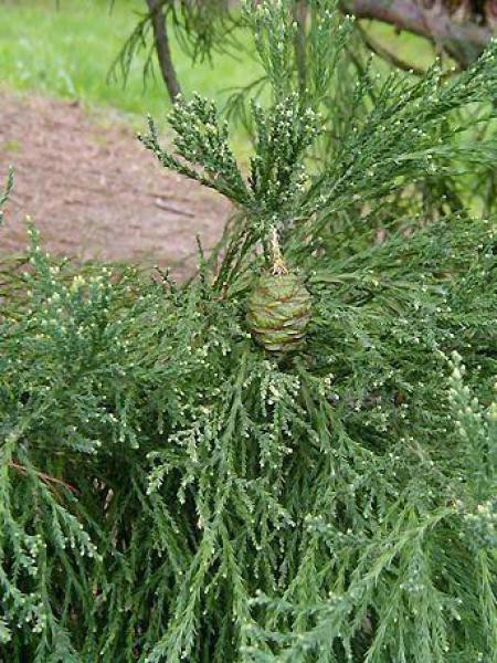 Séquoia géant - Sequoiadendron giganteum - Le Jardin du Pic Vert