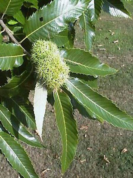 Châtaignier - Castanea sativa - Le Jardin du Pic Vert
