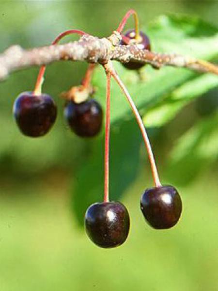 Merisier des oiseaux - Prunus avium - Le Jardin du Pic Vert