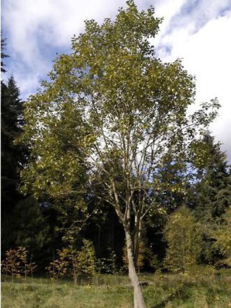 Saule marsault - Salix caprea - Le Jardin du Pic Vert