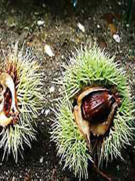 Châtaignier - Castanea sativa - Le Jardin du Pic Vert