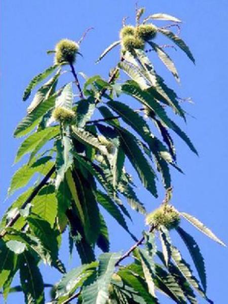 Châtaignier - Castanea sativa - Le Jardin du Pic Vert