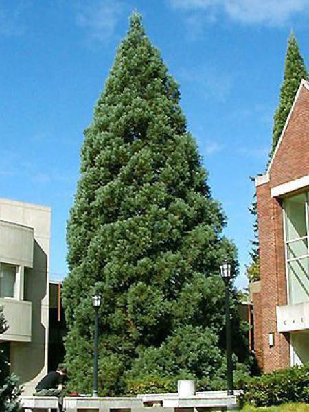 Séquoia géant - Sequoiadendron giganteum - Le Jardin du Pic Vert