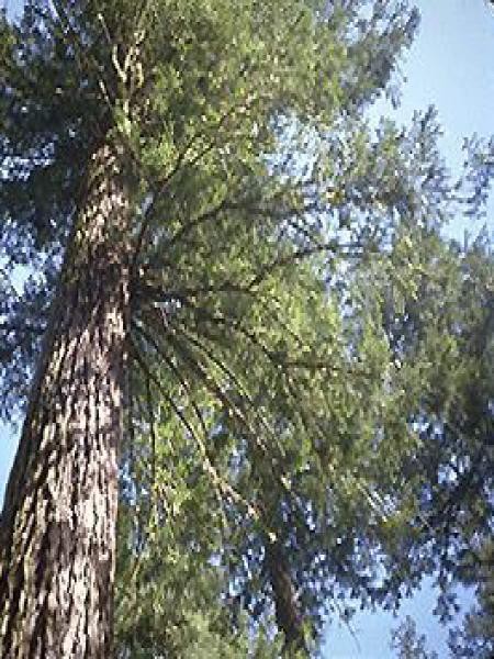 Pin d'Oregon, Sapin de Douglas - Pseudotsuga menziesii - Le Jardin du ...